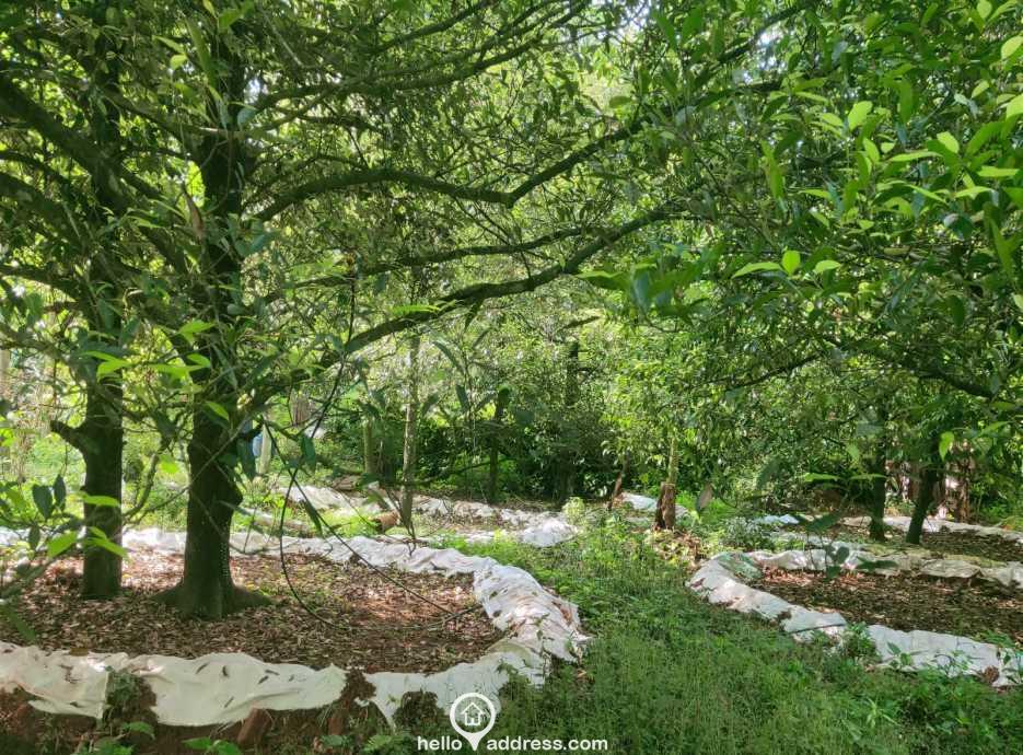 Residential Land for Sale in Kalamboor, Muvattupuzha, Ernakulam | Real ...