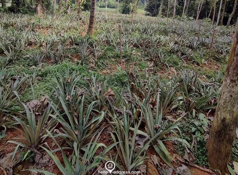 Residential Land for Sale in Kolanchery town, Kolenchery, Ernakulam ...