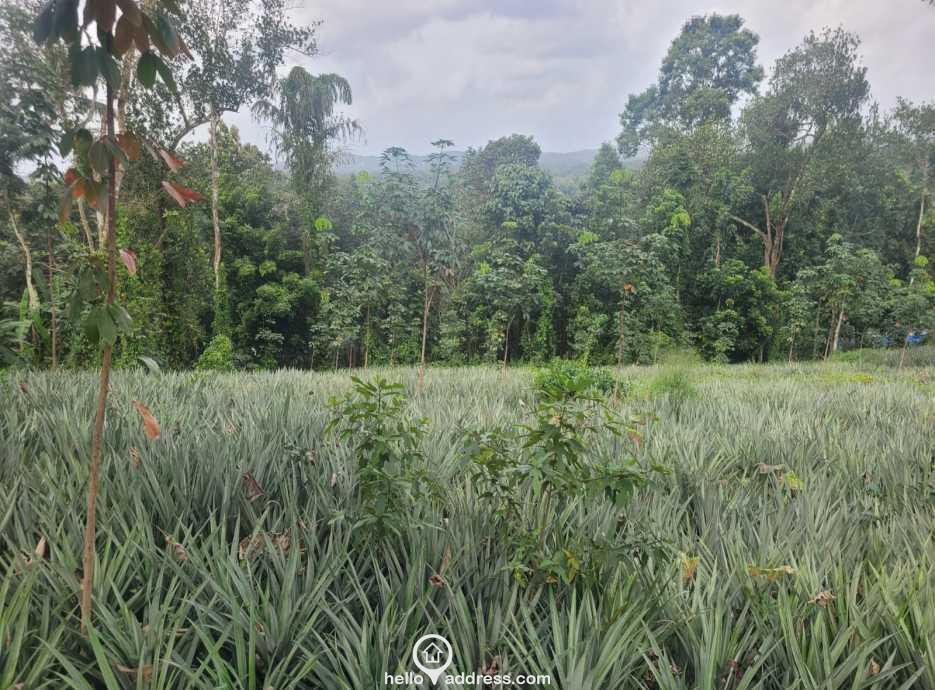 Residential Land for Sale Choondy, Kolenchery, Ernakulam,Kerala ...